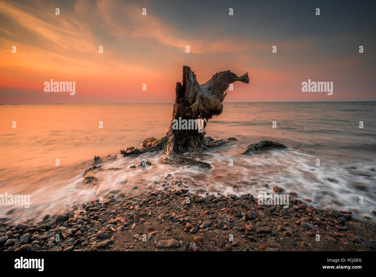 Old tree on beach, Indonesia Stock Photo - Alamy