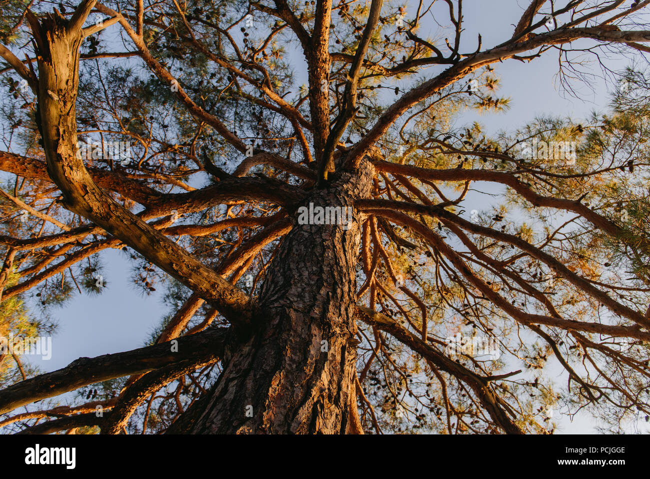 Tree at an angle hi-res stock photography and images - Alamy