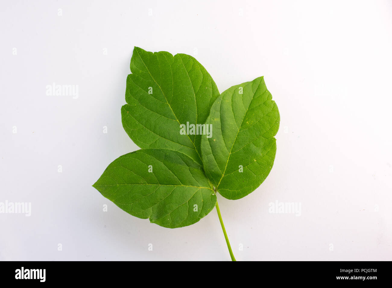 Green leave structure hi-res stock photography and images - Alamy