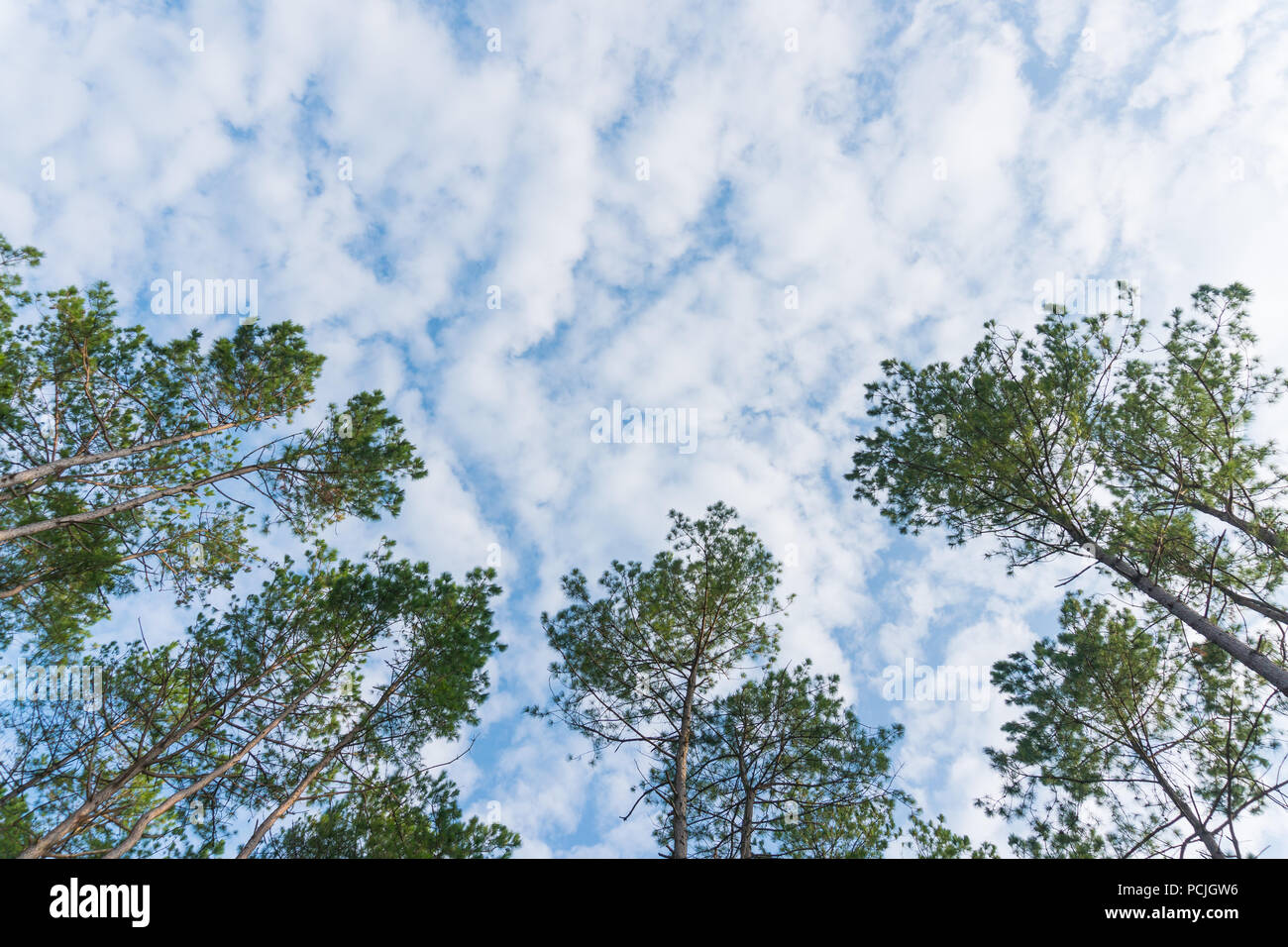 Very tall tree hi-res stock photography and images - Alamy