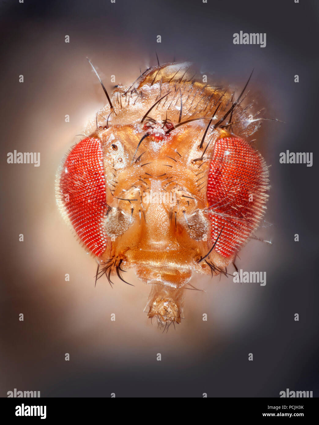 High macro view of a fruitfly head showing compound eyes and mouthparts ...