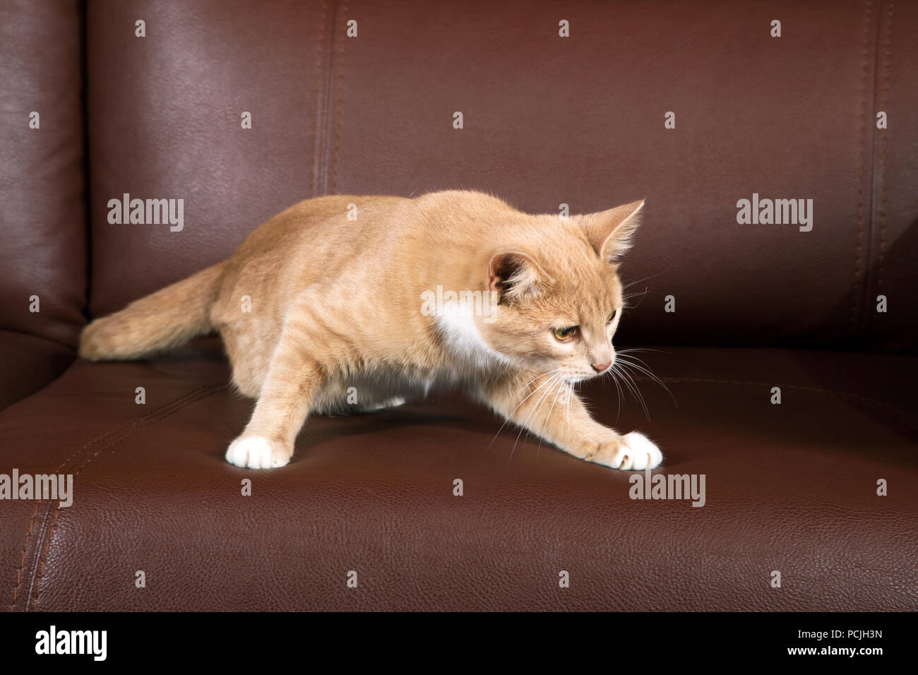 Cat Trying To Catch Its Tail High Resolution Stock Photography and ...