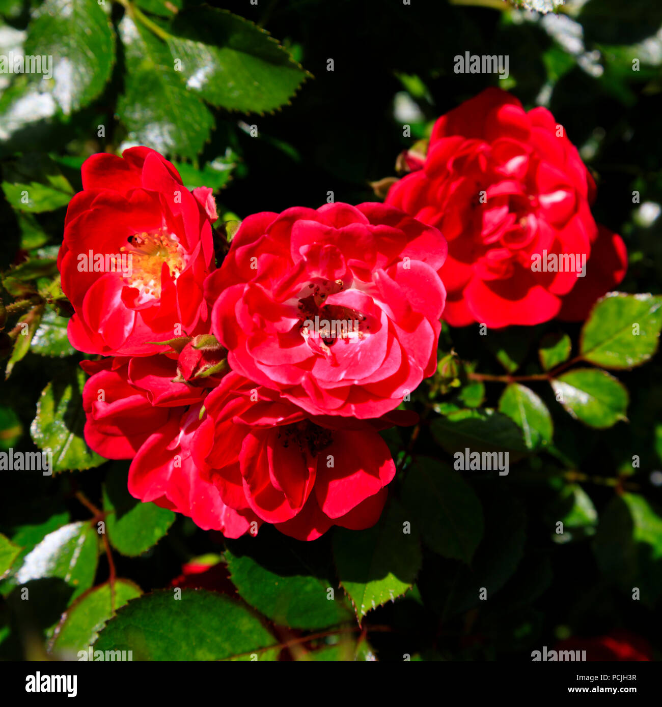Dwarf rose hi-res stock photography and images - Alamy