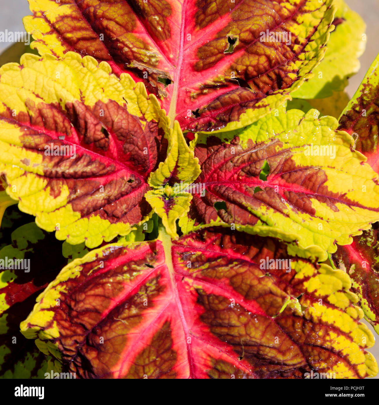 Coleus kong rose hi-res stock photography and images - Alamy