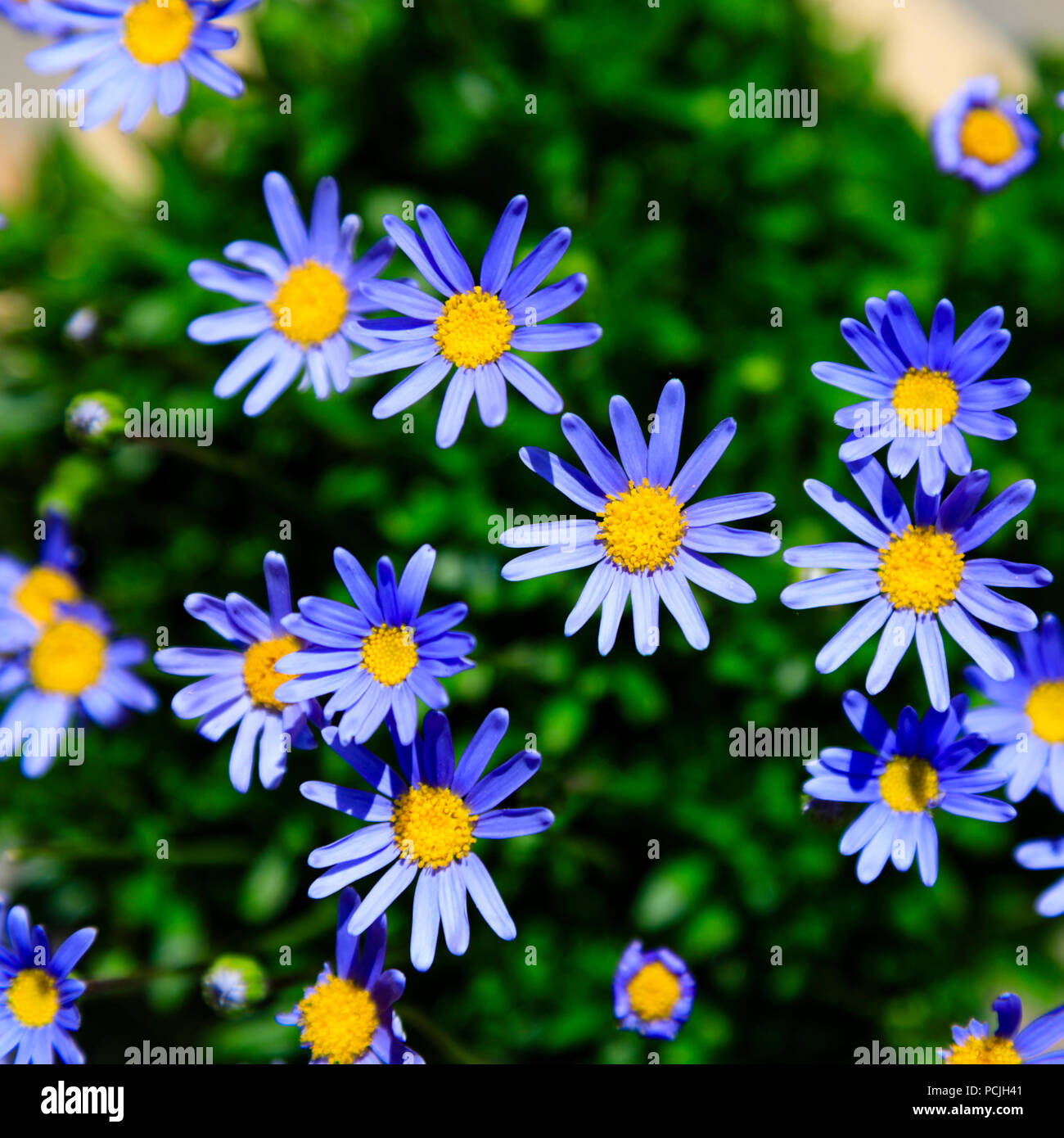 Felicia Felicitara blue flowers Stock Photo - Alamy