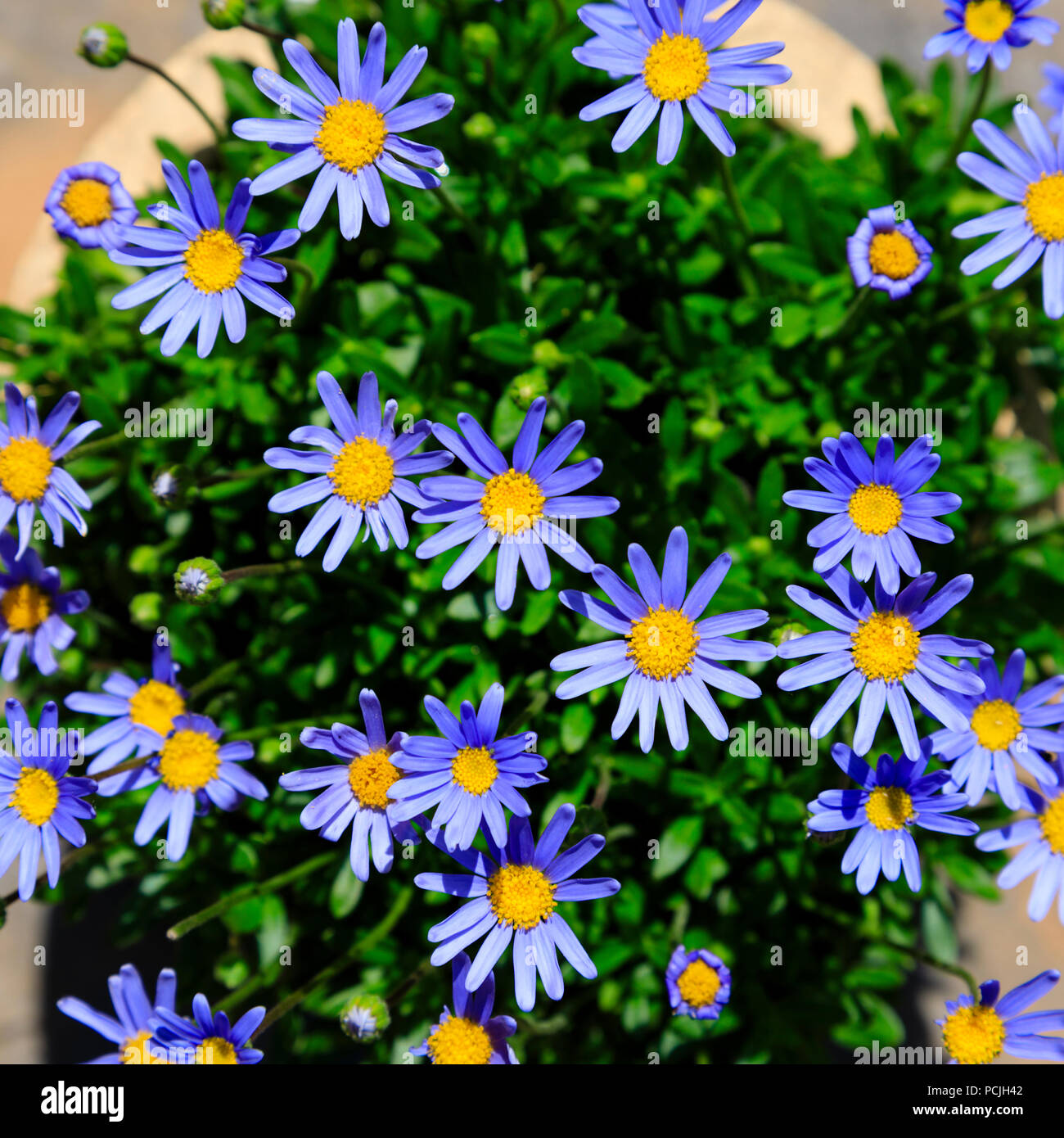 Felicia Felicitara blue flowers Stock Photo - Alamy