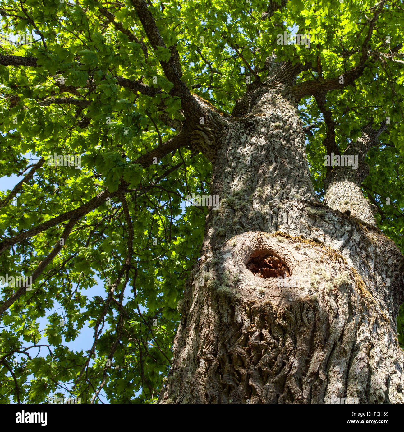 Old oak tree shot from below. Scary leaves in the tree top, spring ...