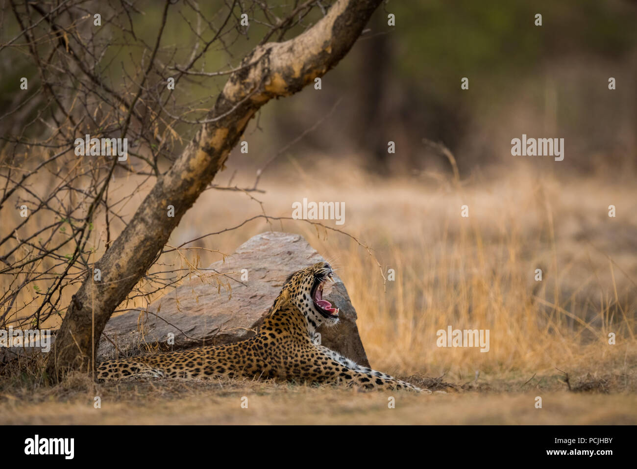 Leopard india hi-res stock photography and images - Alamy