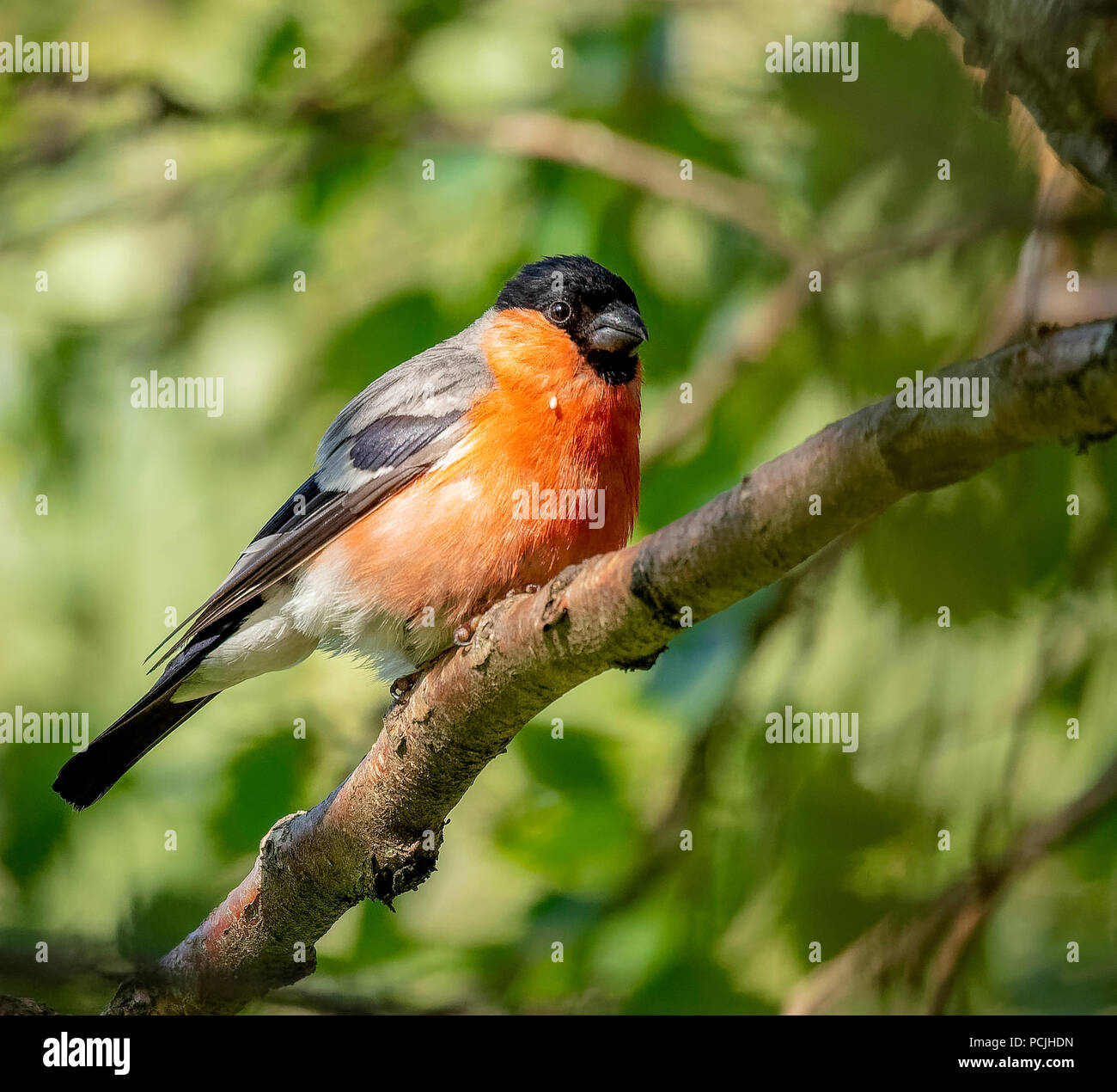 Bullfinch on tree hi-res stock photography and images - Alamy