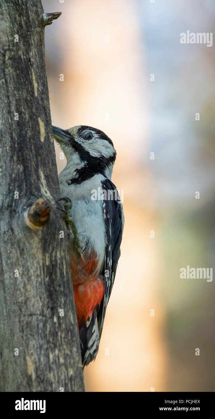 Woodpecker on the trunk hi-res stock photography and images - Alamy