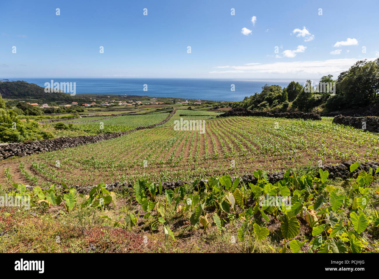Fields of Taro, Colocasia esculenta, in Pico Island, Azores, Portugal ...