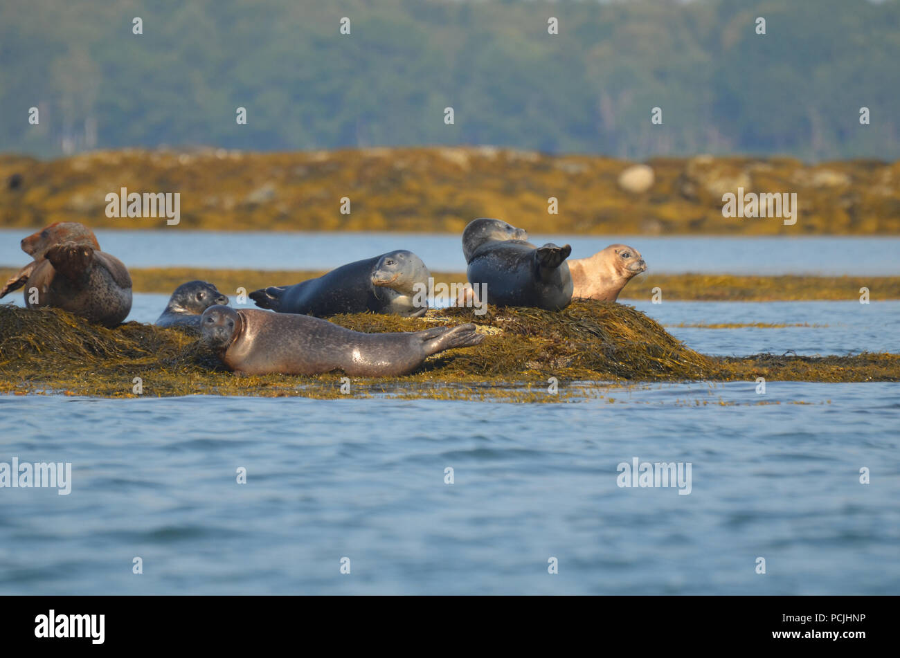 Group of harbor seals resting on a bunch of seaweed Stock Photo - Alamy