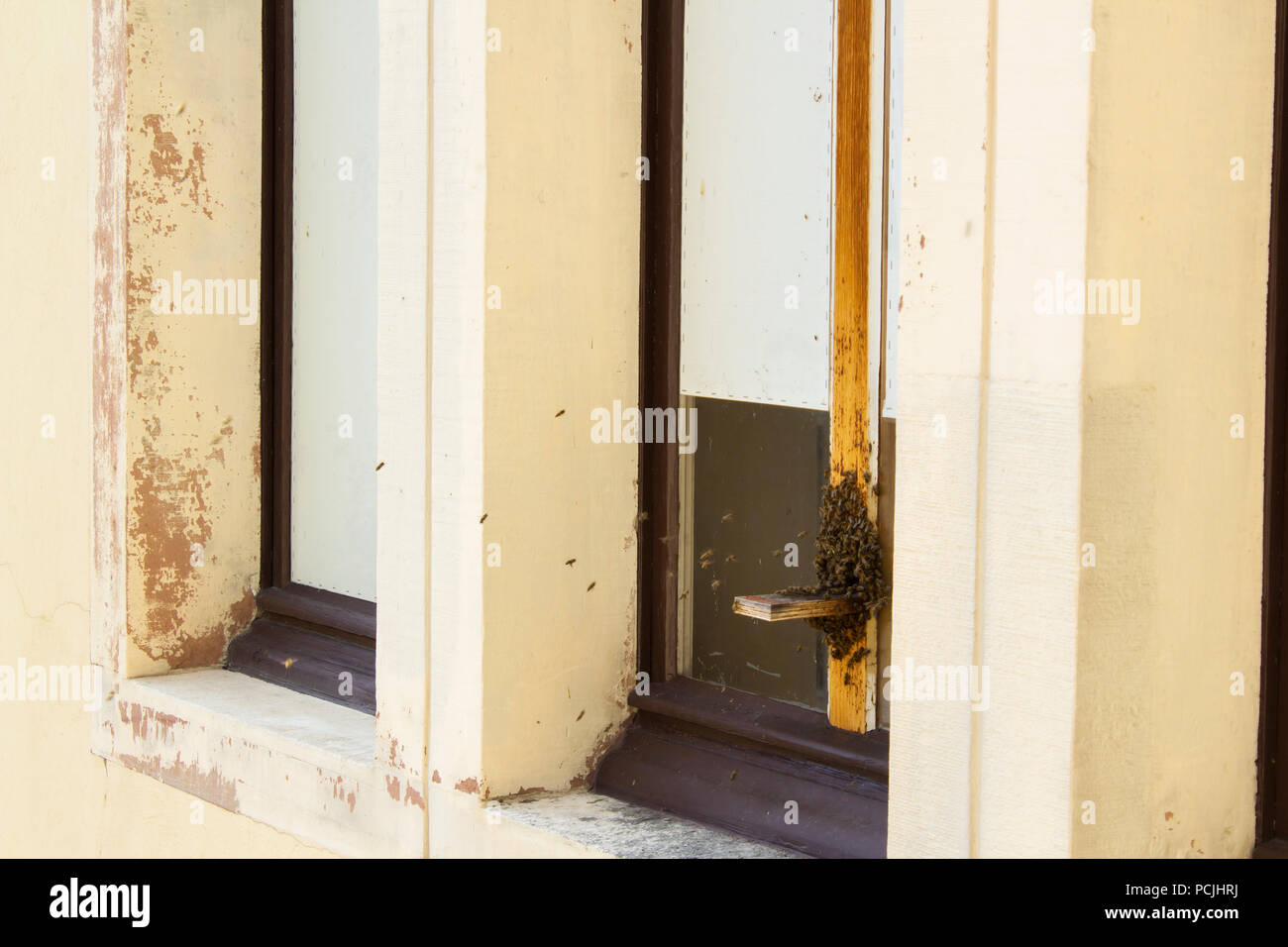 Bees nest on the exterior of a window. Bees flying and lots of bees ...