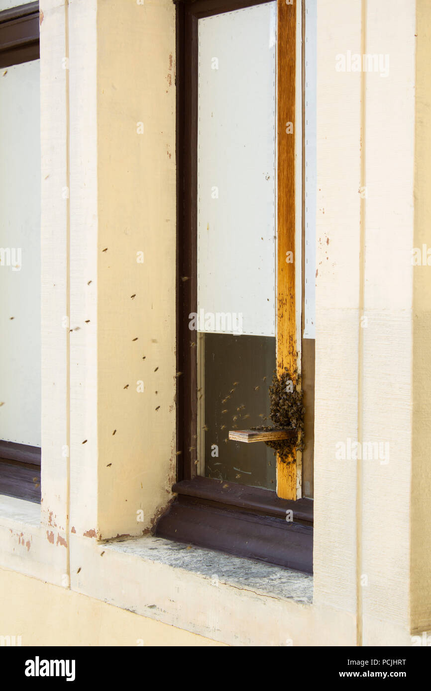 Bees nest on the exterior of a window. Bees flying and lots of bees ...
