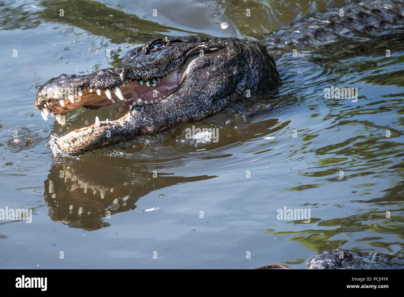Hungry alligator with open mouth in St. Augustine, Florida. (USA Stock ...