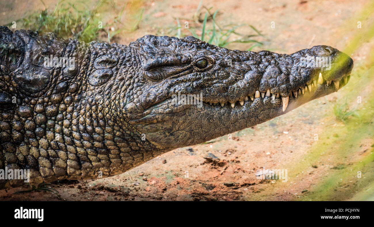 Side view of alligator at St. Augustine Alligator Farm Zoological Park ...