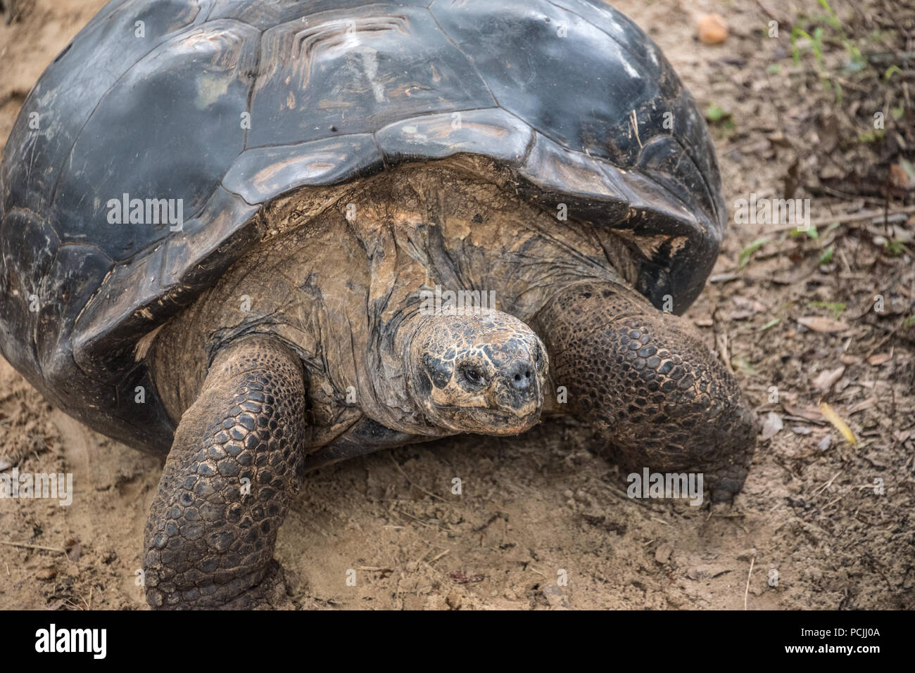 Slow-moving tortoise at St. Augustine Alligator Farm Zoological Park in ...