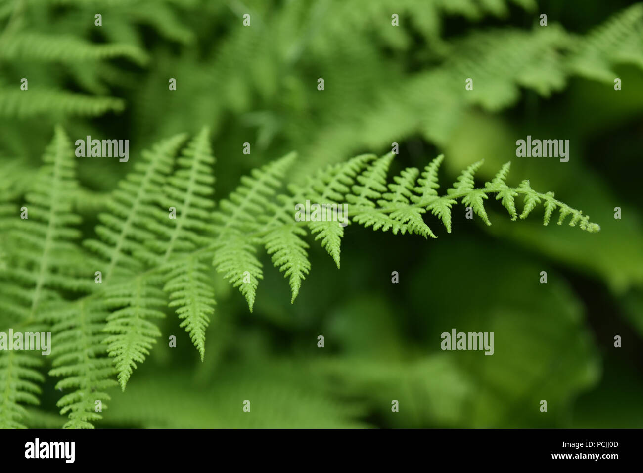 Shade garden with a a fiddlehead fern frond Stock Photo - Alamy