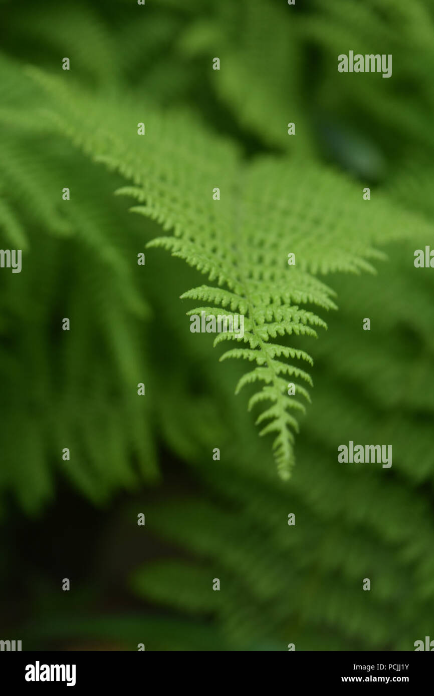 Shade garden with a green fern frond Stock Photo - Alamy