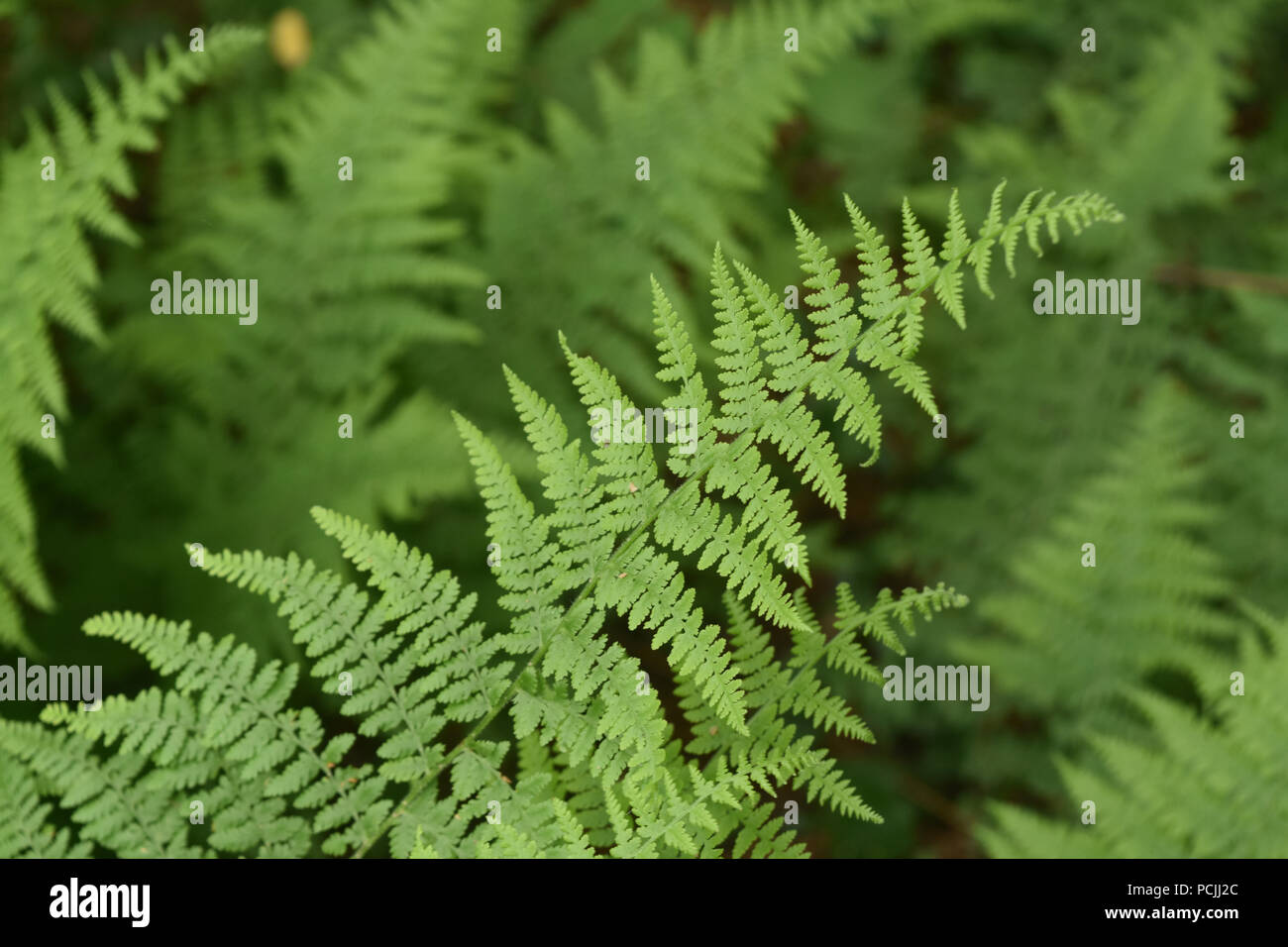 Green fern in a wild shade nature garden Stock Photo - Alamy