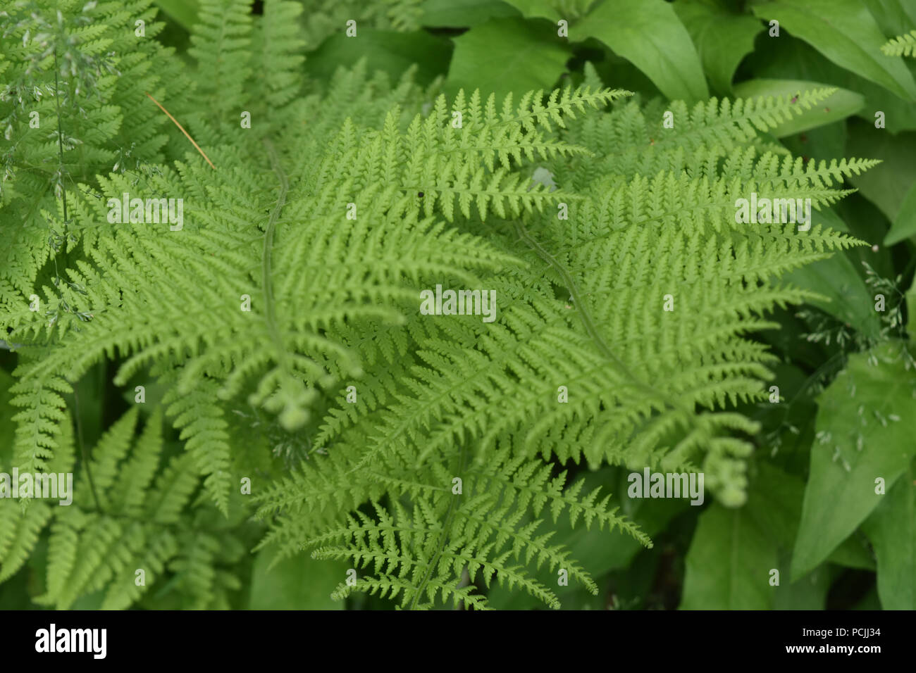 Marattiales hi-res stock photography and images - Alamy
