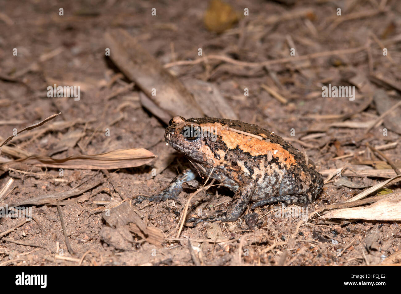 Asian painted bullfrog hi-res stock photography and images - Alamy