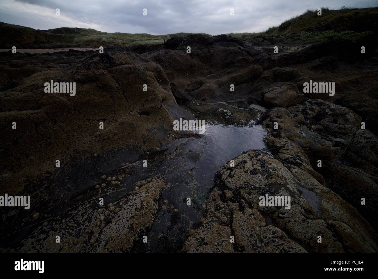 Saltwater snails hi-res stock photography and images - Alamy