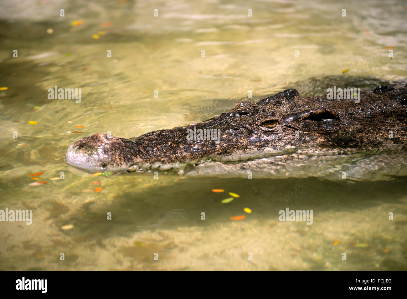 Saltwater crocodile , portrait (Crocodylus porosus) Thaïland Stock ...