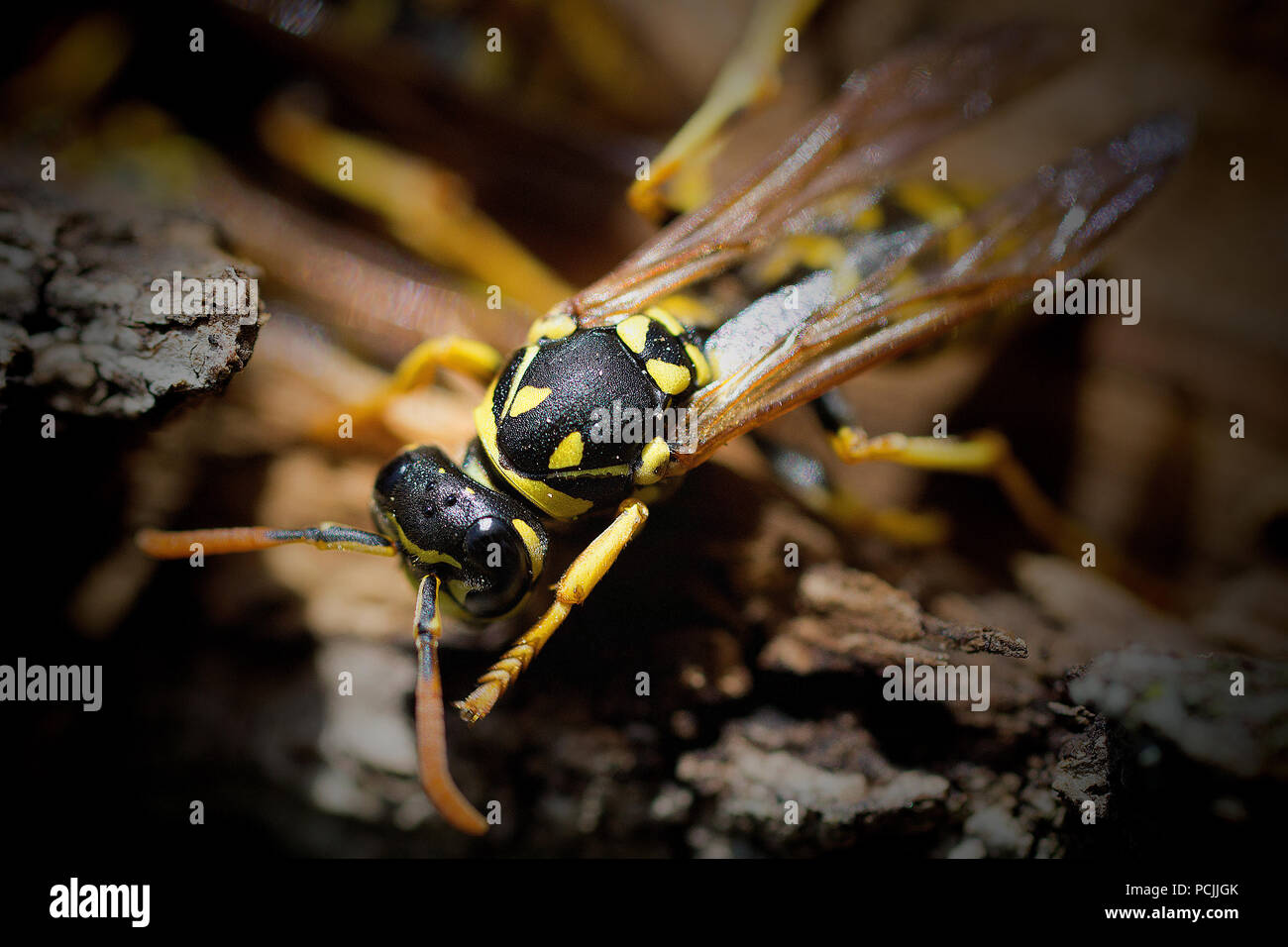 Macro image of a common wasp perched on the wood of the trunk cut of a ...