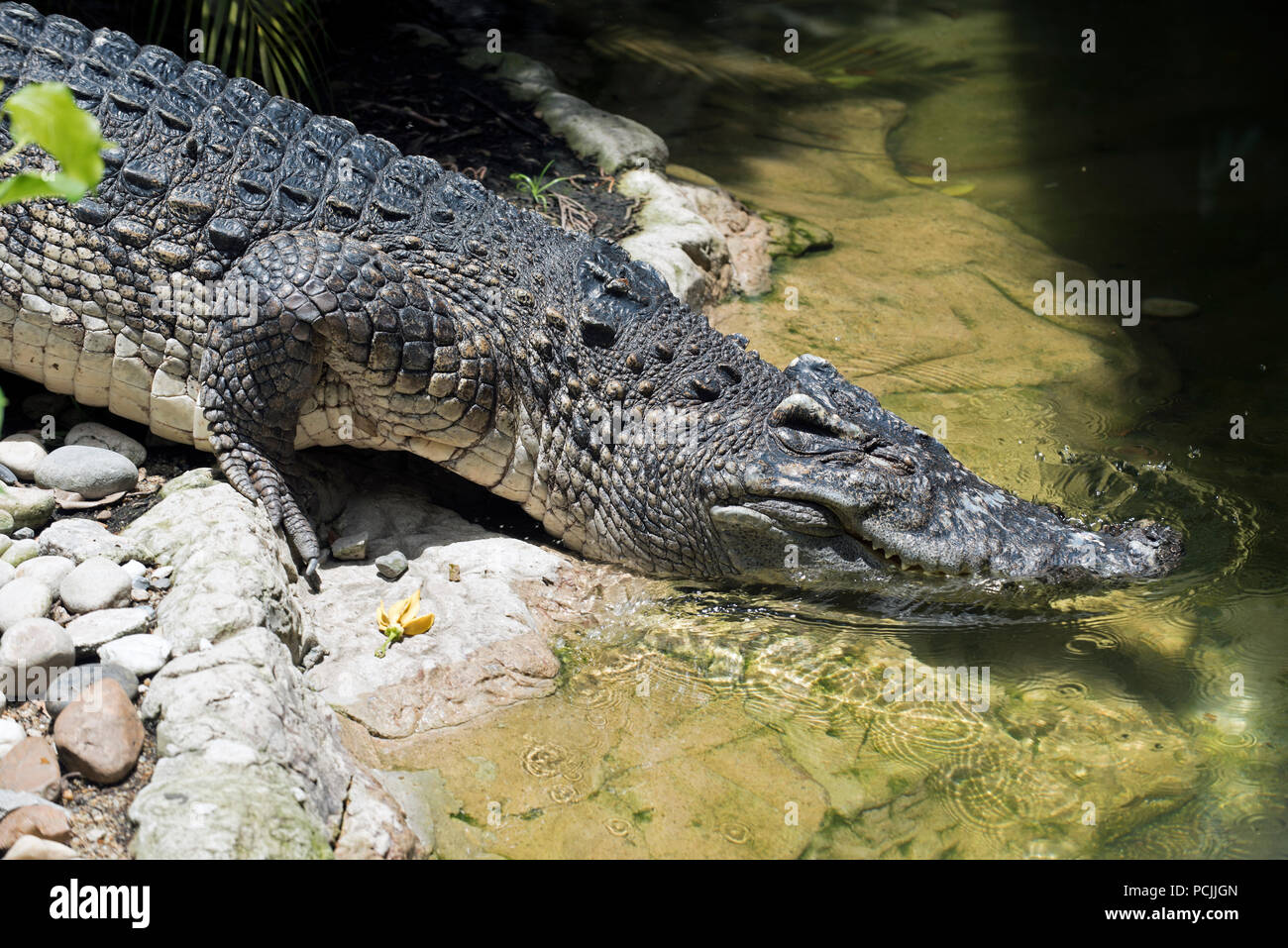 Siamese Crocodile going in the water(Crocodylus siamensis), Thailand ...