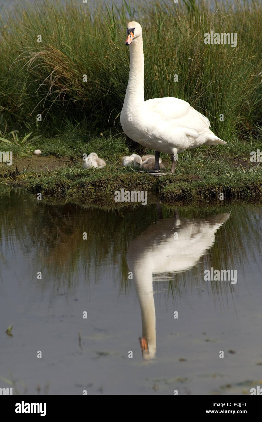 Mute Swan - family - Cygnus olor Cygne muet ou tuberculé - famille Stock Photo - Alamy