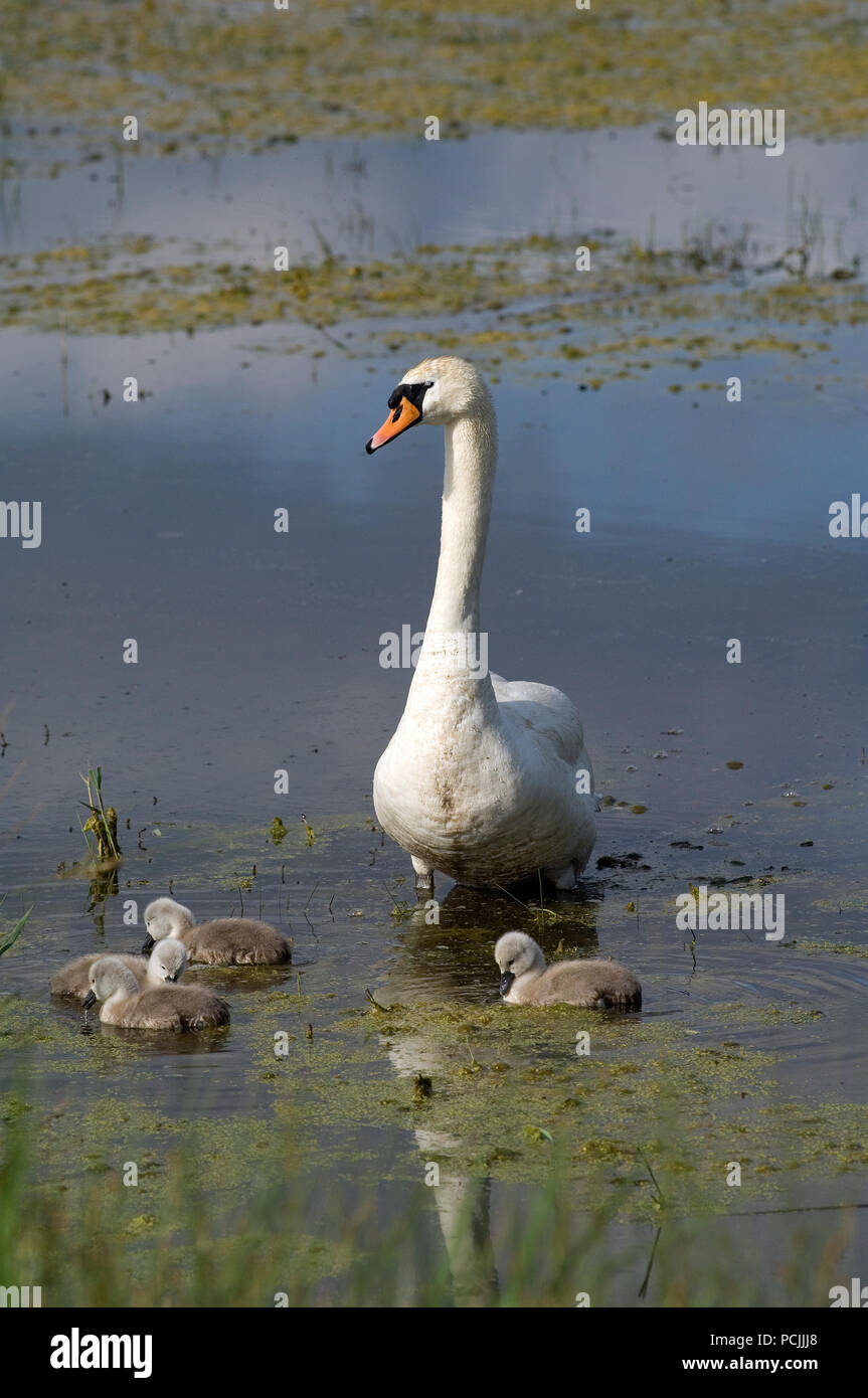 Cygne muet adulte hi-res stock photography and images - Alamy