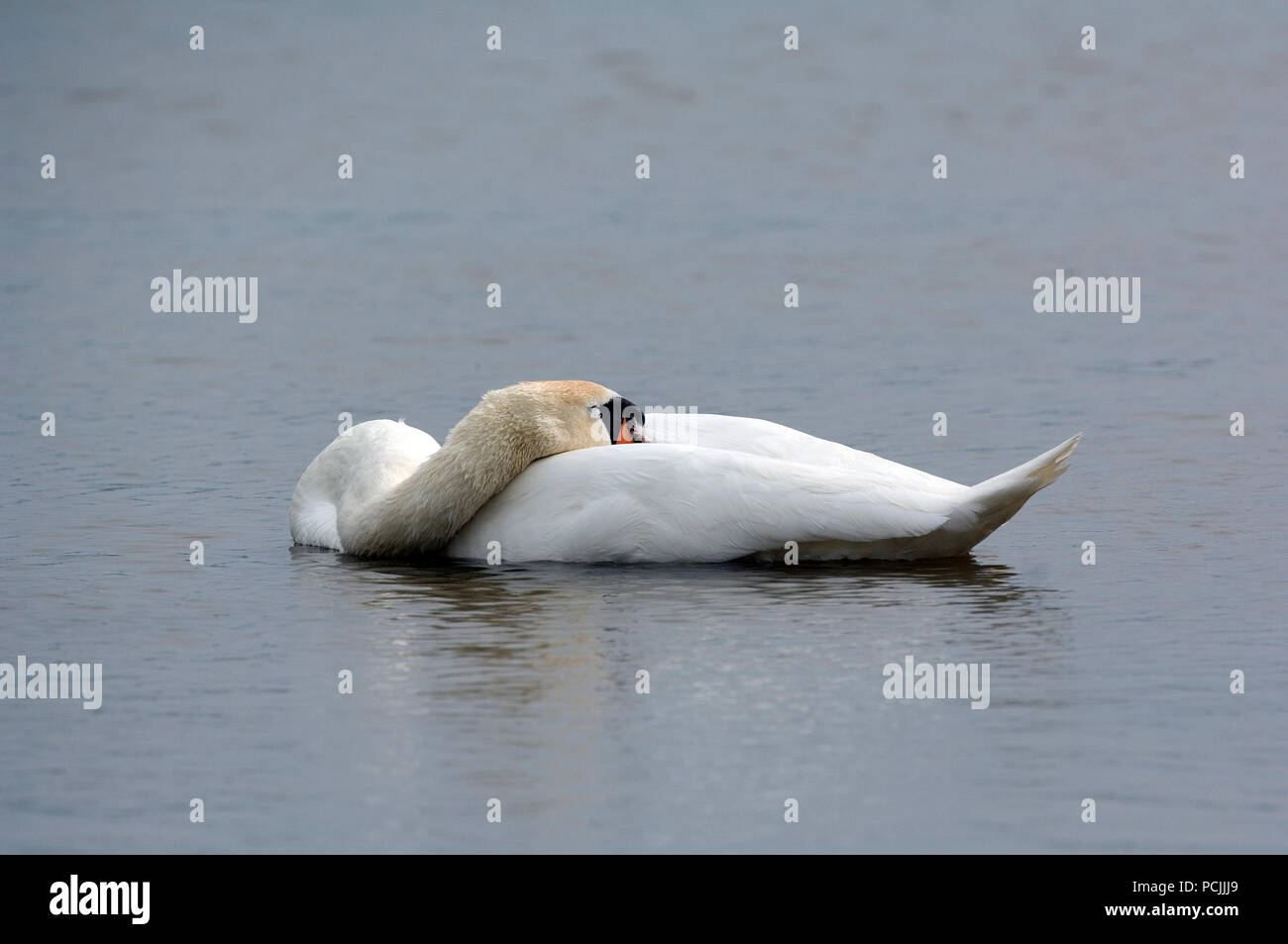 Swan sleeping hi-res stock photography and images - Alamy