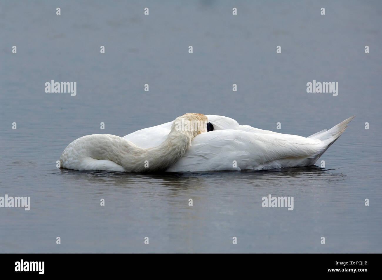 Swan sleeping hi-res stock photography and images - Alamy