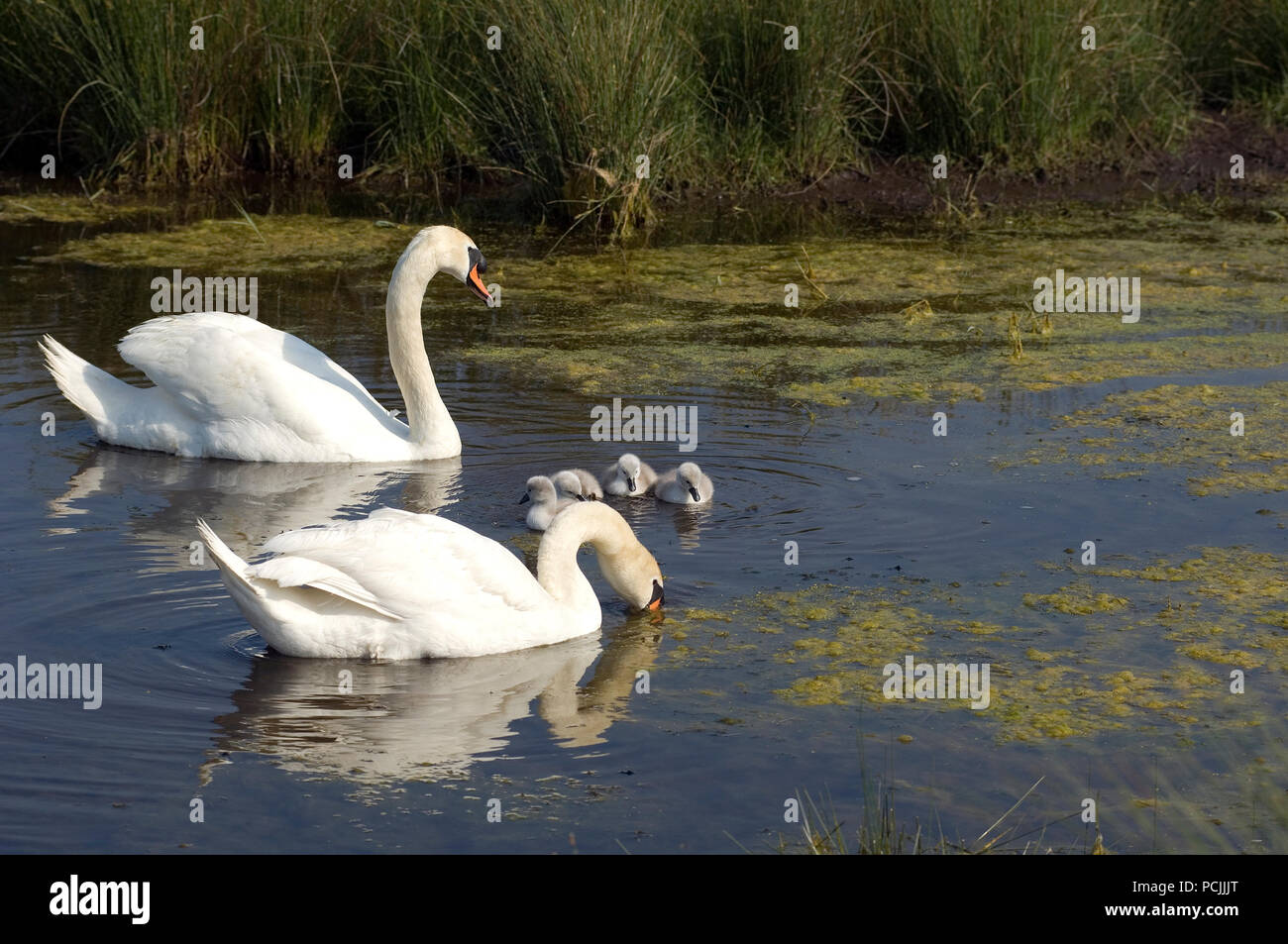 Mute Swan - family - Cygnus olor Cygne muet ou tuberculé - famille Stock Photo - Alamy