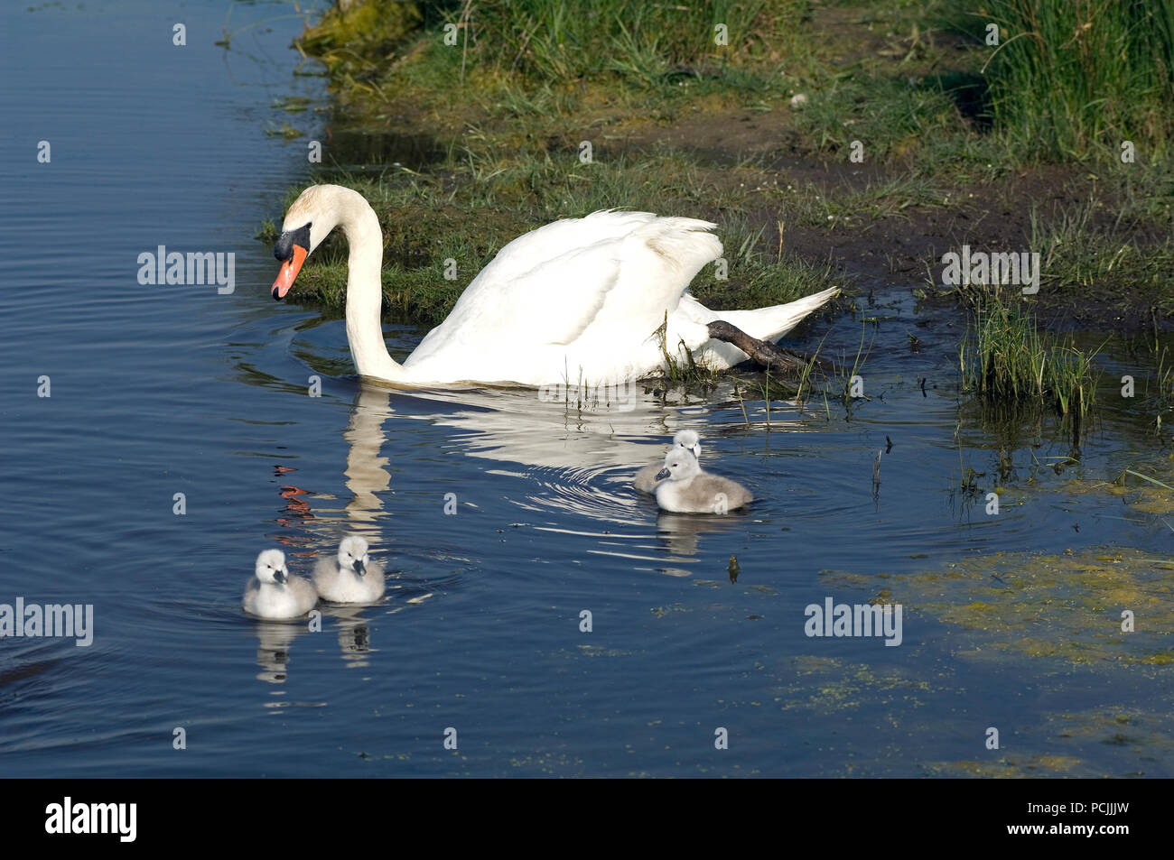 Mute Swan - family - Cygnus olor Cygne muet ou tuberculé - famille Stock Photo - Alamy