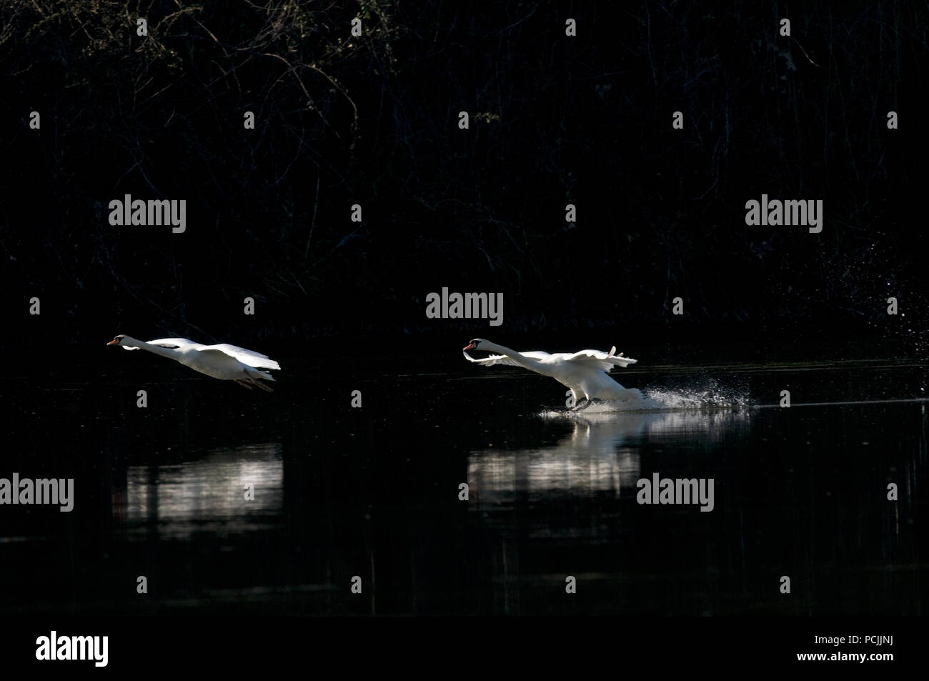 Cygne tubercule ou muet - couple - Mute Swan - Cygnus olor Stock Photo ... Cygne tubercule ou muet - couple - Mute Swan - Cygnus olor Stock Photo ...