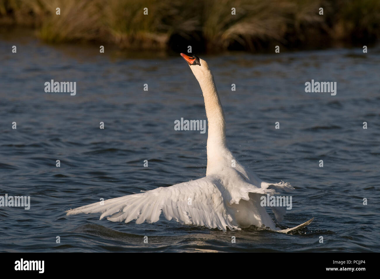 Tubercule hi-res stock photography and images - Alamy