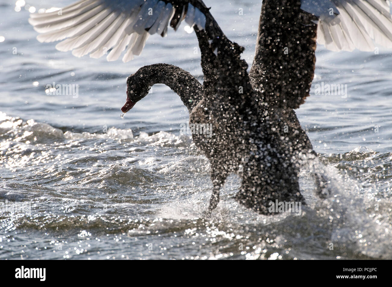 Cygne noir hi-res stock photography and images - Alamy