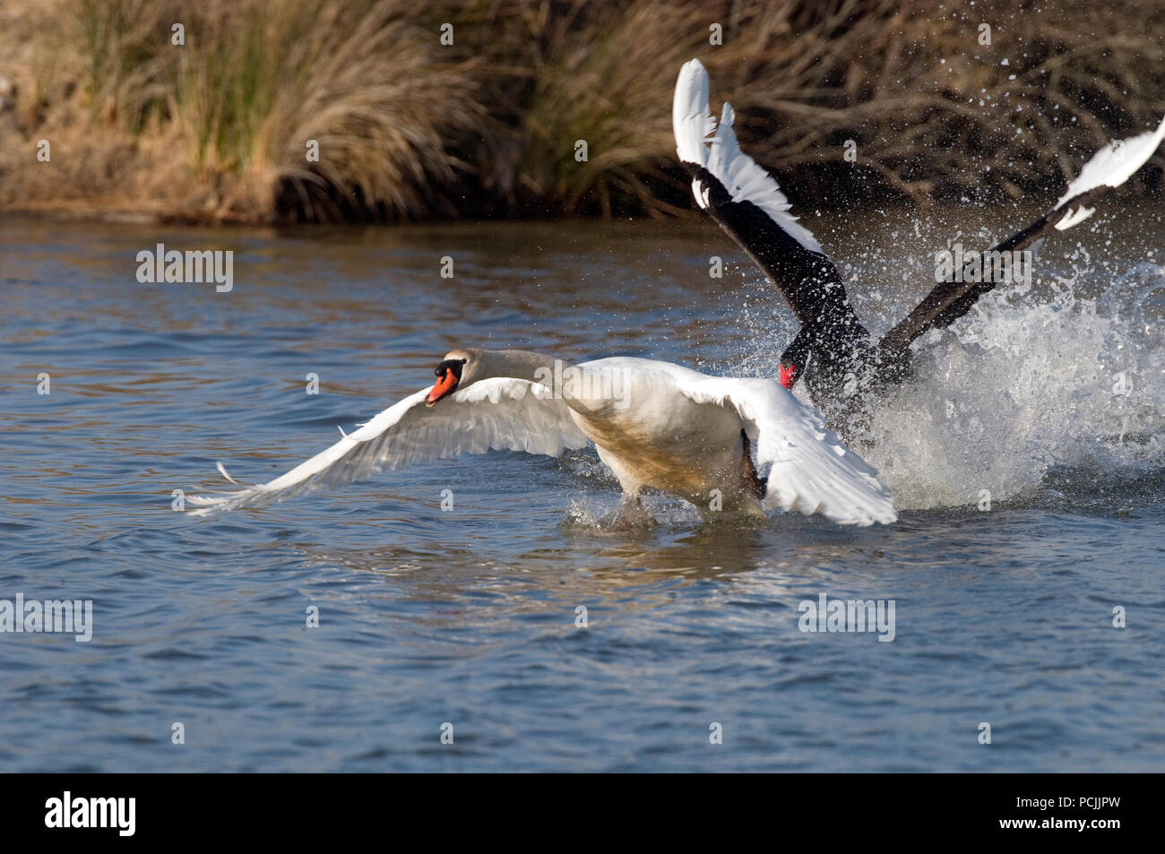 Cygne tuberculé attaqué par cygne noir - Mute Sawn attacked by one ...