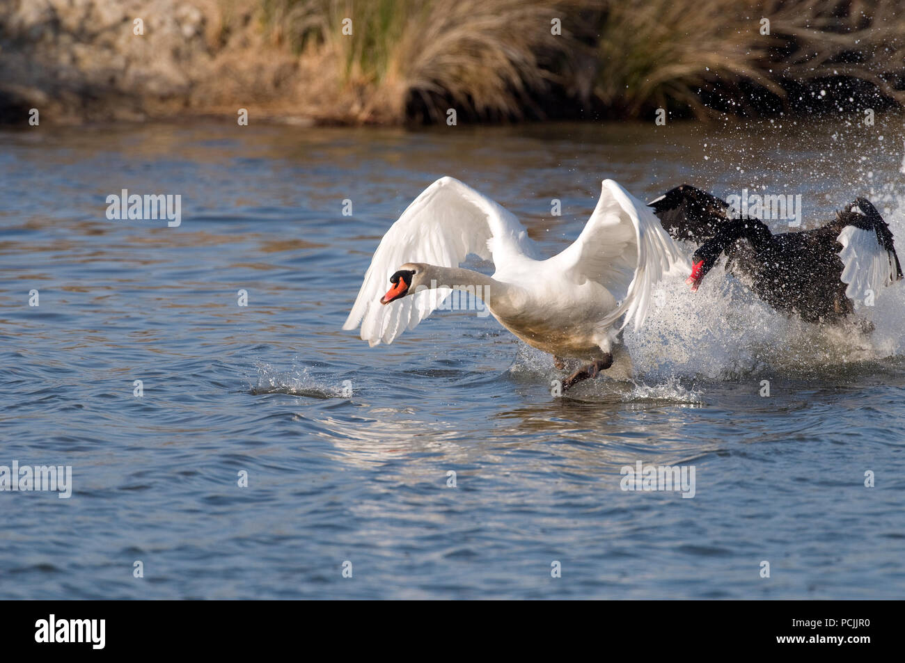 Cygne tuberculé attaqué par cygne noir - Mute Sawn attacked by one ...