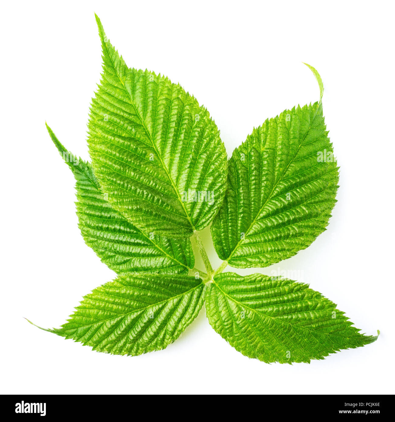 Blackberry leaves isolated on white Stock Photo - Alamy