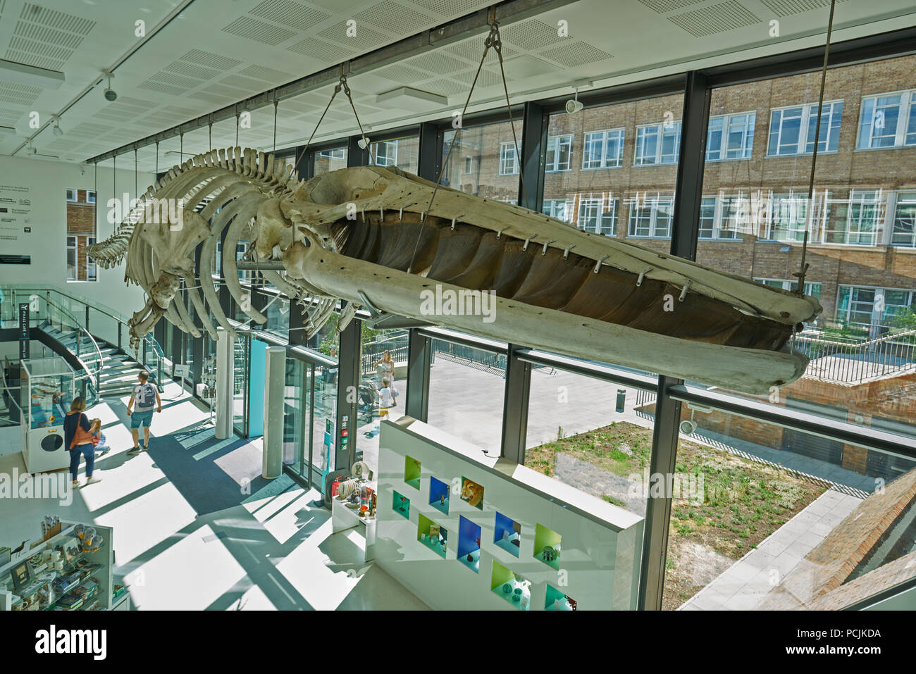 fin whale skeleton zoology museum cambridtge Stock Photo - Alamy