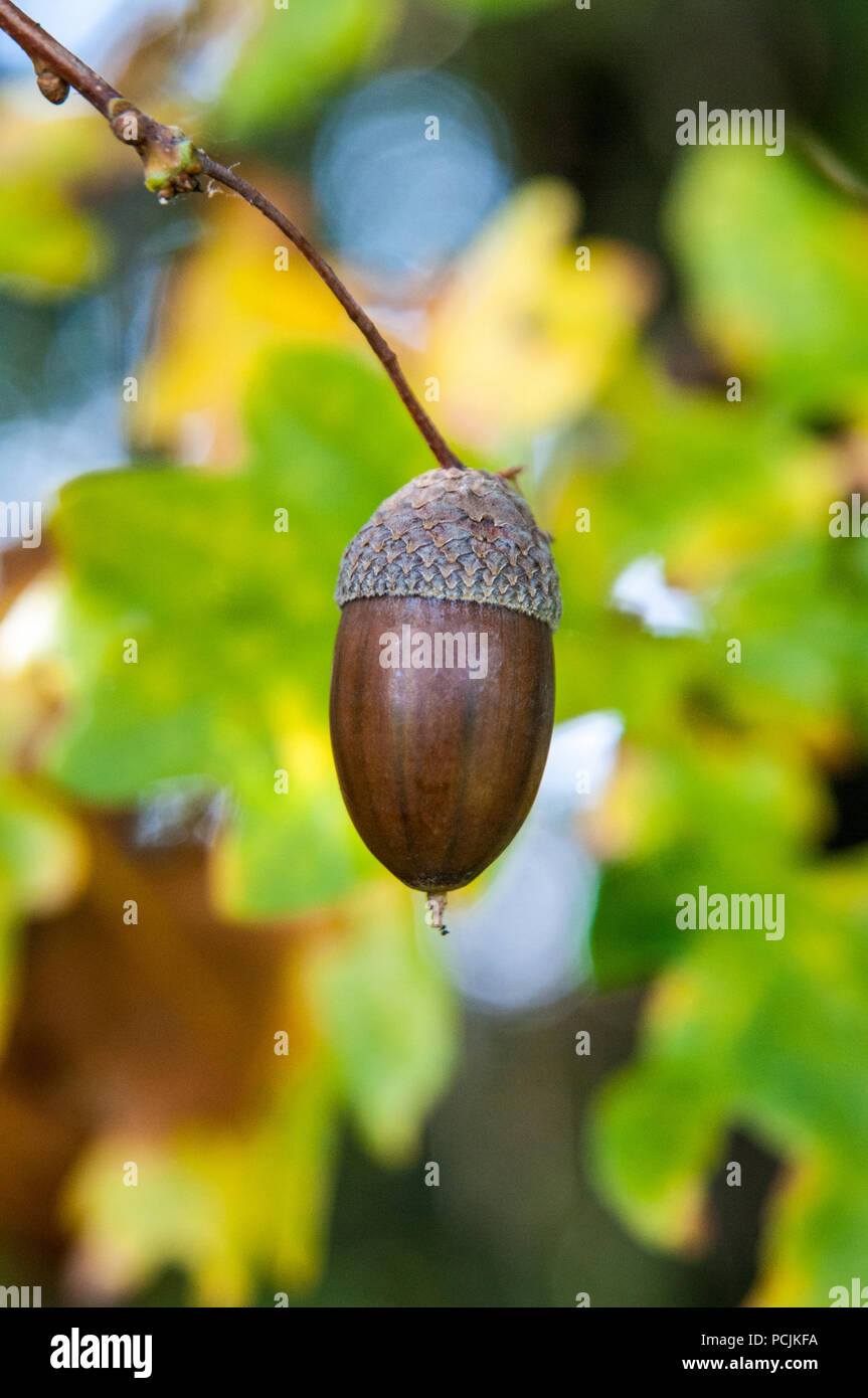 One green acorn in cup hi-res stock photography and images - Alamy