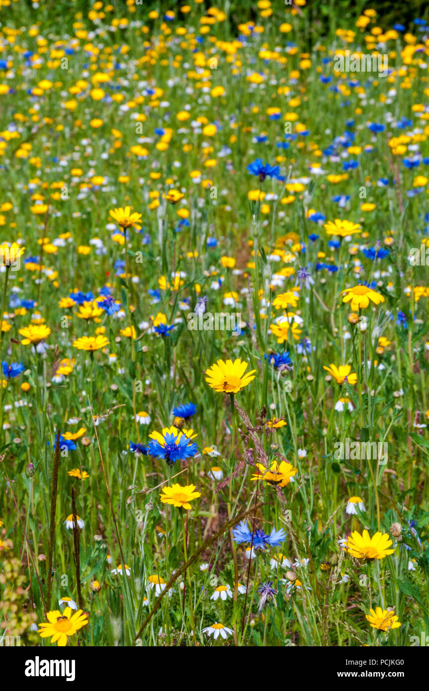 Beautiful field of summer wild flowers Stock Photo - Alamy