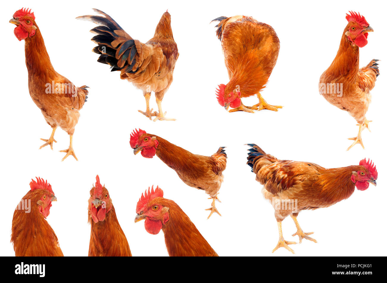 set of rooster or chicken collection isolated on white background Stock ...