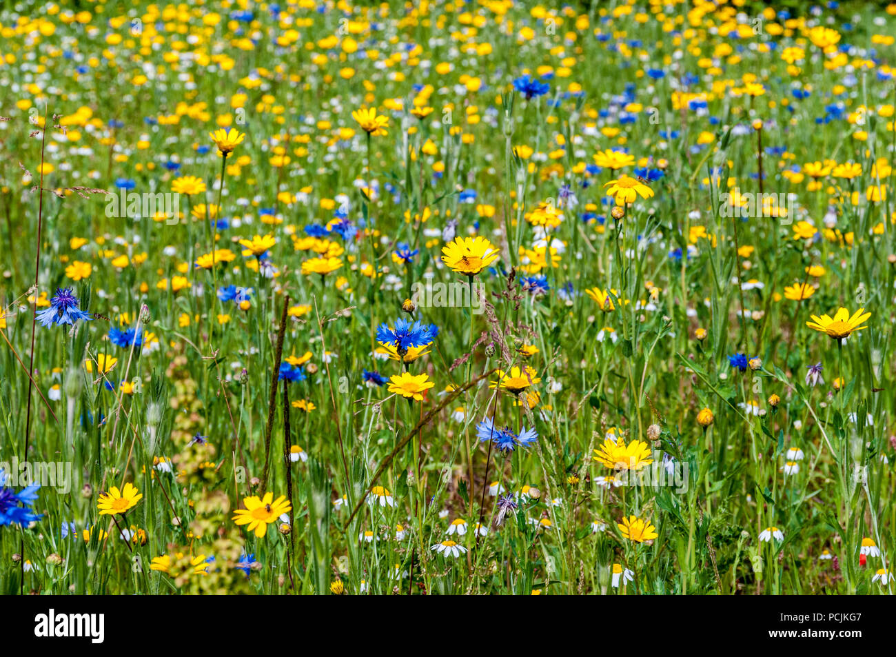 Beautiful field of summer wild flowers Stock Photo - Alamy