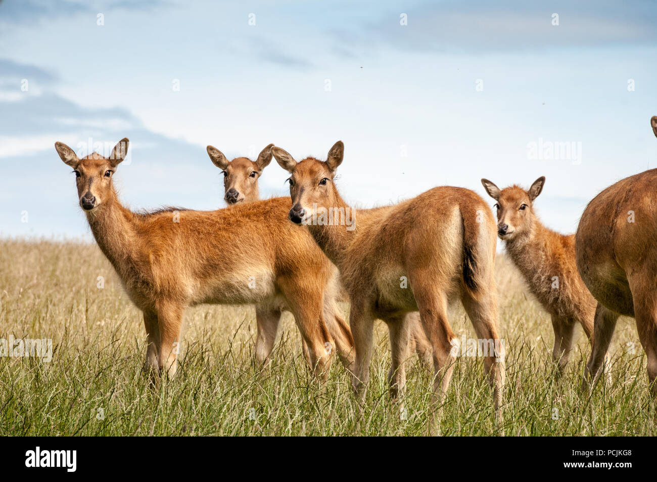 Group of Pere David's doe deer Stock Photo - Alamy