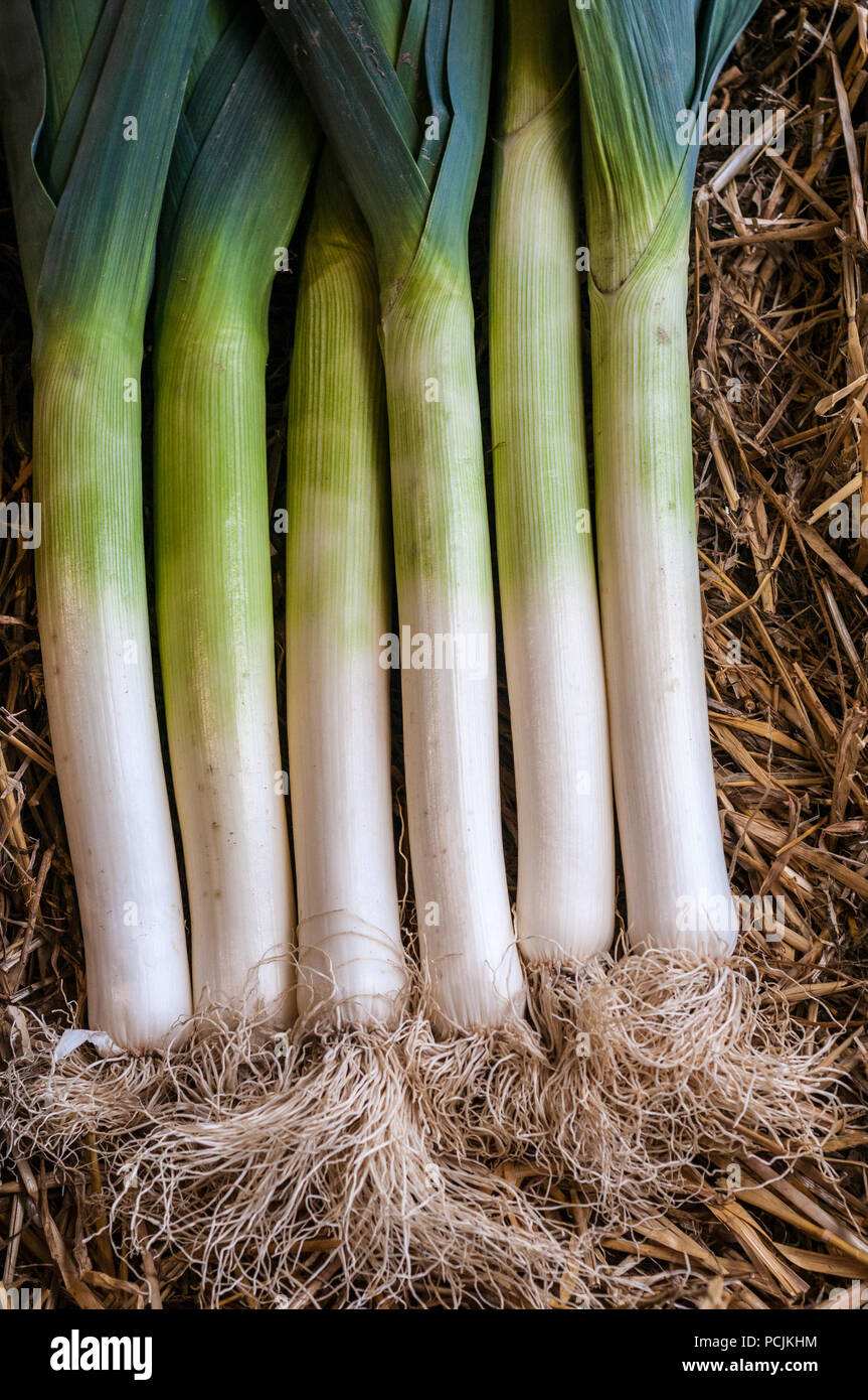 Fresh produce leeks hi-res stock photography and images - Alamy