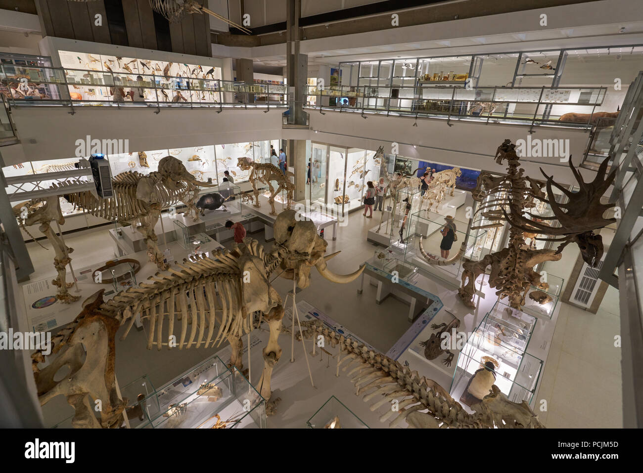 Cambridge zoology museum hi-res stock photography and images - Alamy